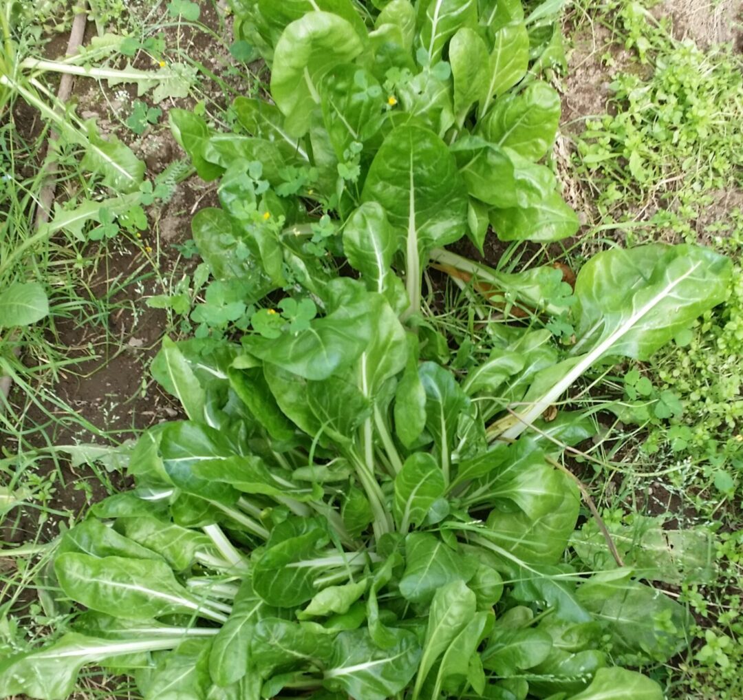 Bieta BIO 500g | Il Giardino nell'Orto